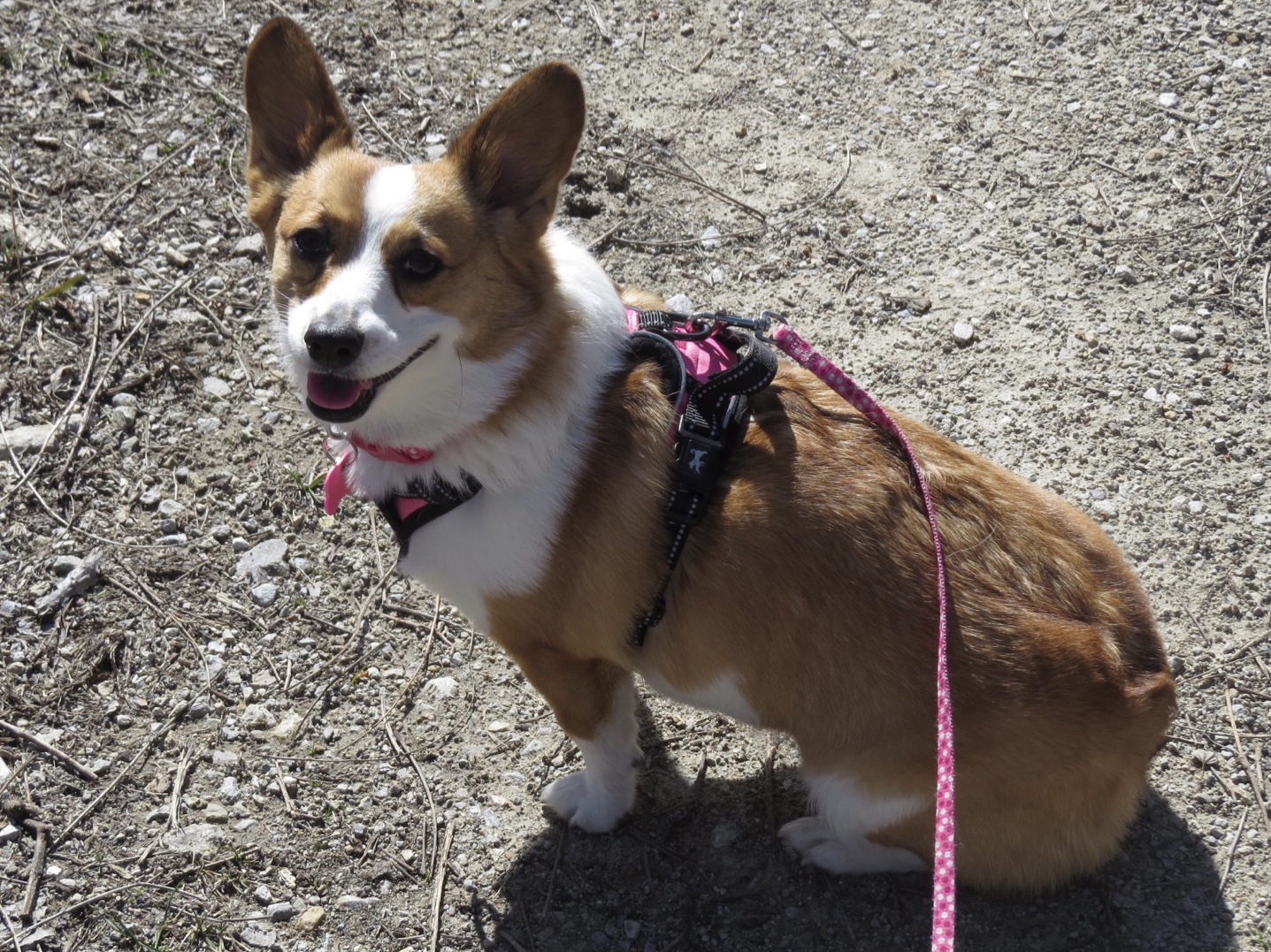 CSS Corgi Demo